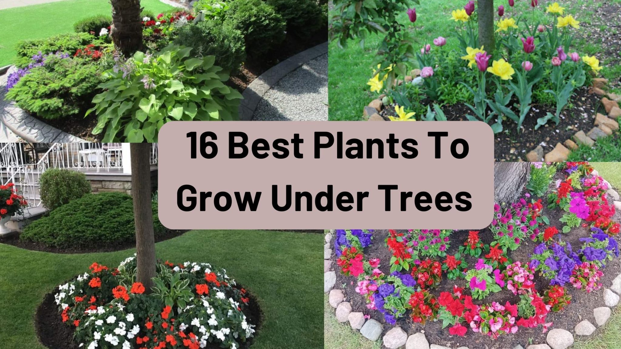16 Best Plants To Grow Under Trees For Landscaping
