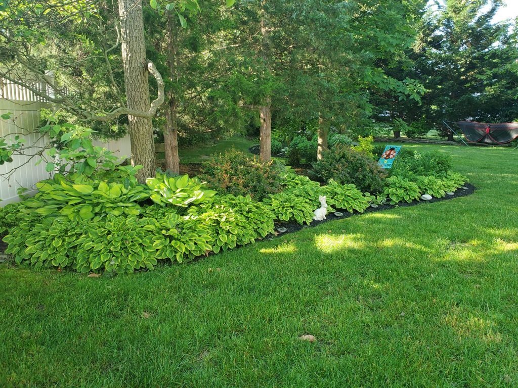 16 Best Plants To Grow Under Trees For Landscaping