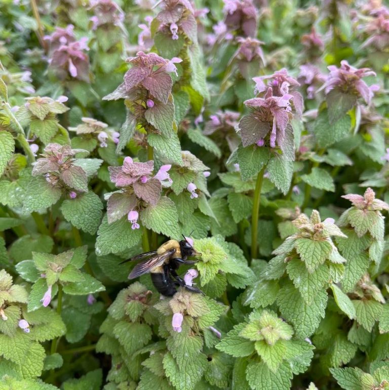 15 Weeds That Look Like Flowers (With Pictures)