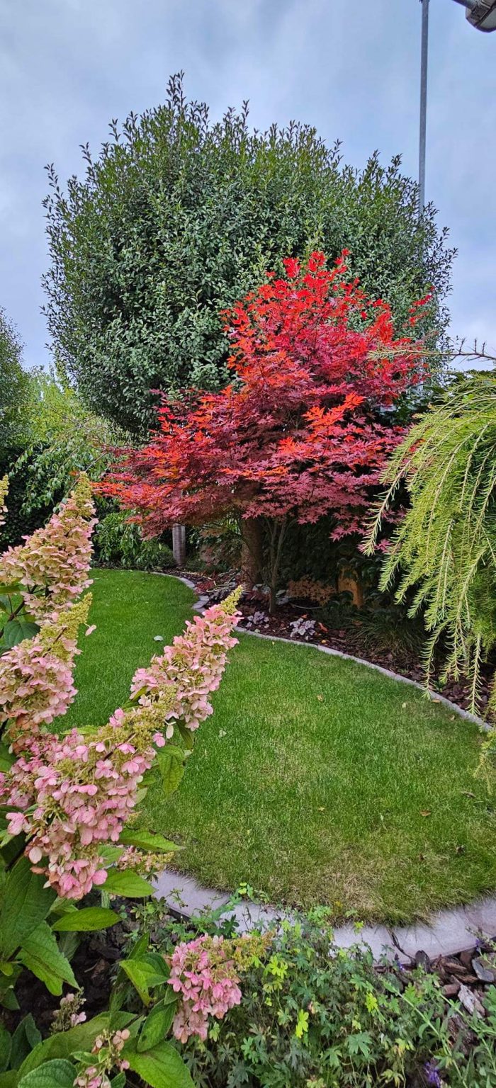 13 Small Trees With Non-Invasive Roots For Front Yard Or Backyard