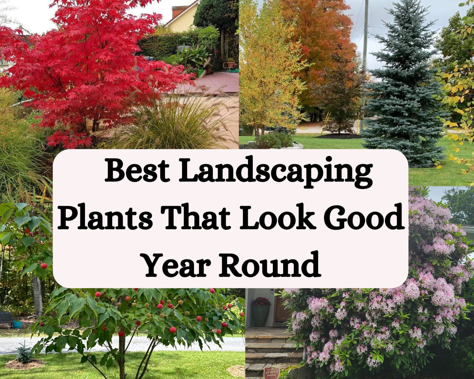 Best Landscaping Plants That Look Good Year Round