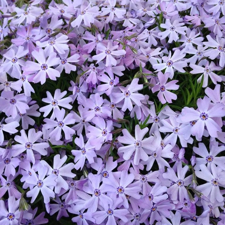 Creeping Phlox Lawn: A Low Maintenance Ground Cover