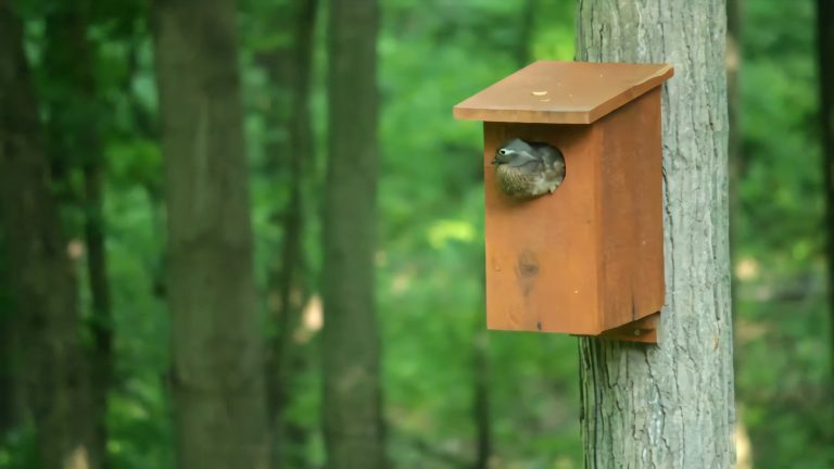 How To Attract Hummingbirds To Your Yard