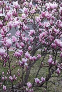 15 Plants That Make Your Yard Smell Good