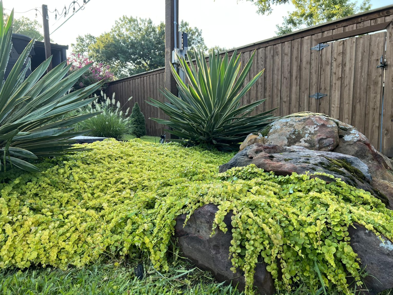 Is Creeping Jenny A Good Ground Cover?