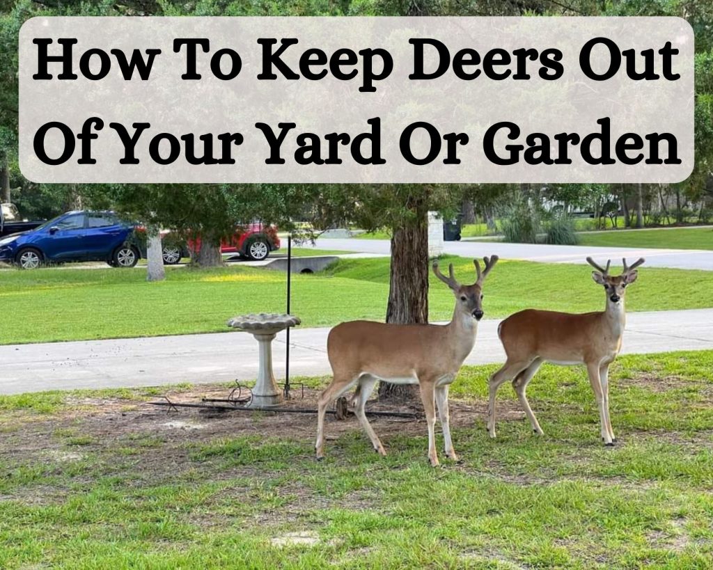 How To Keep Deer Out Of Your Yard Or Garden