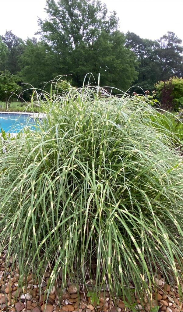 19 Best Plants Around The Pool