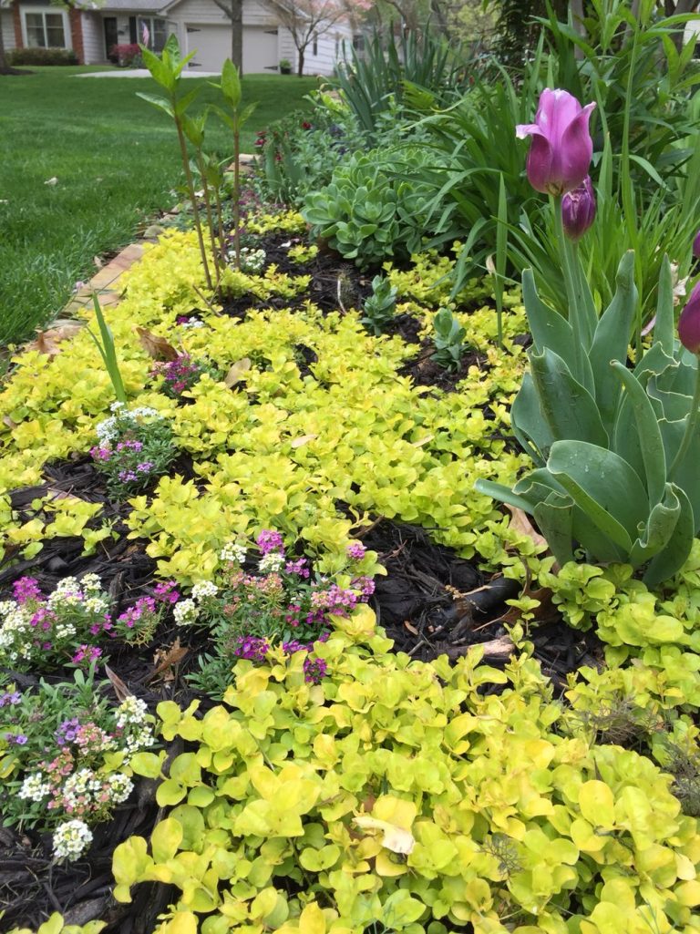 Is Creeping Jenny A Good Ground Cover?