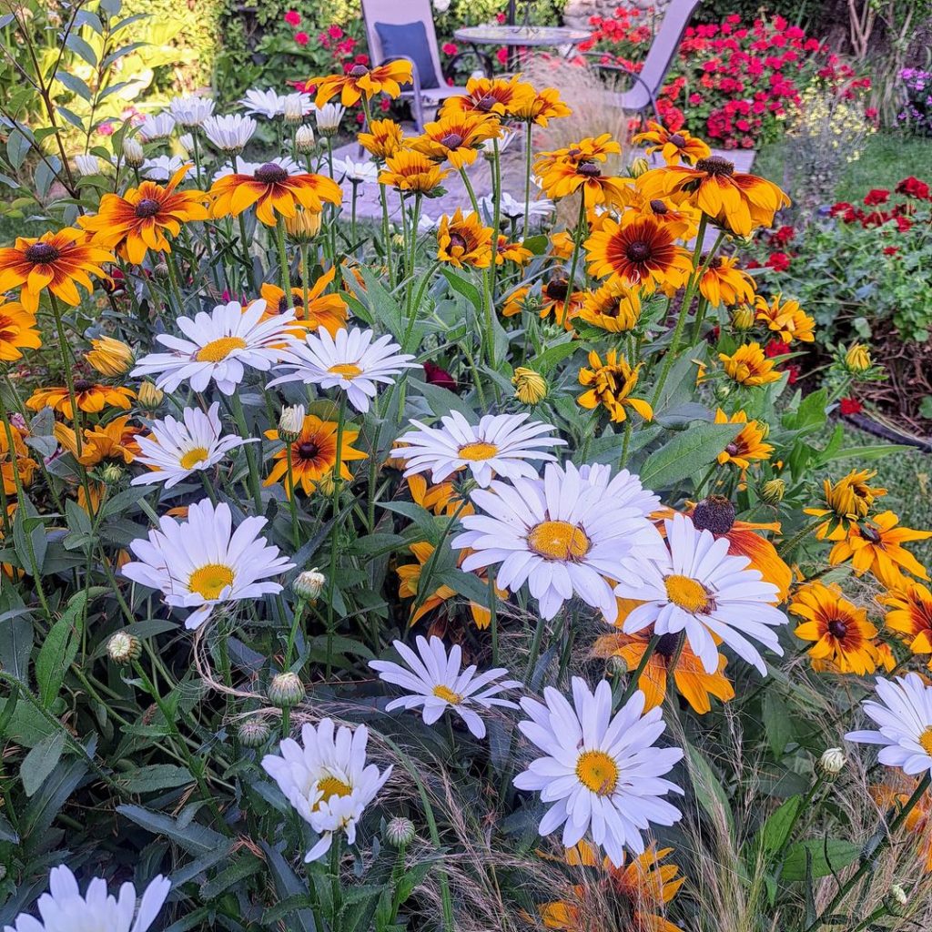 20 Low-Maintenance Full Sun Perennials For Front Yard