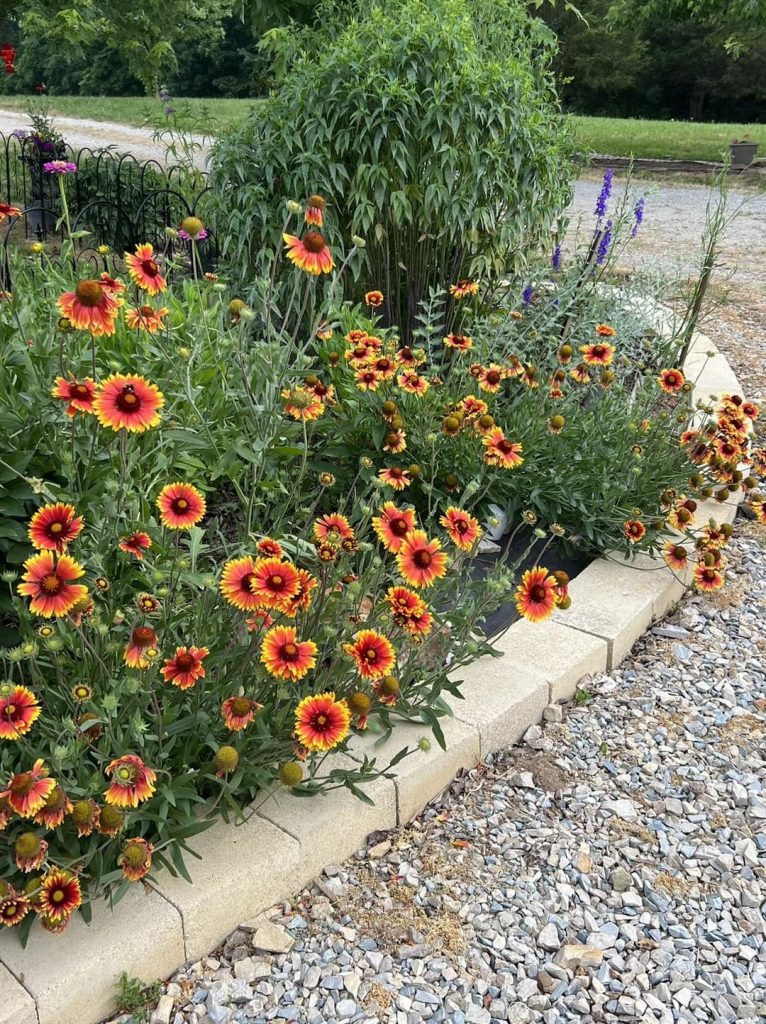 20 Low-Maintenance Full Sun Perennials For Front Yard