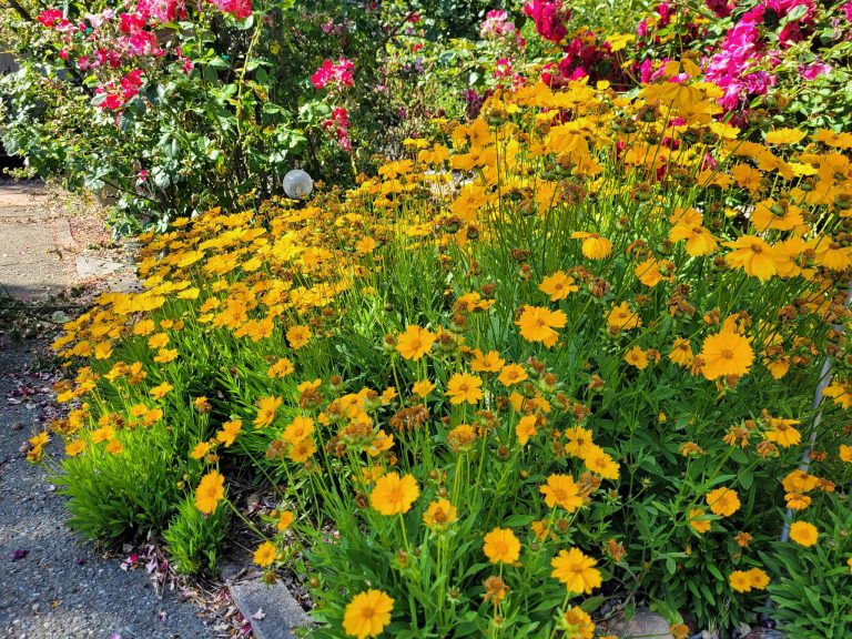 20 Low-Maintenance Full Sun Perennials For Front Yard