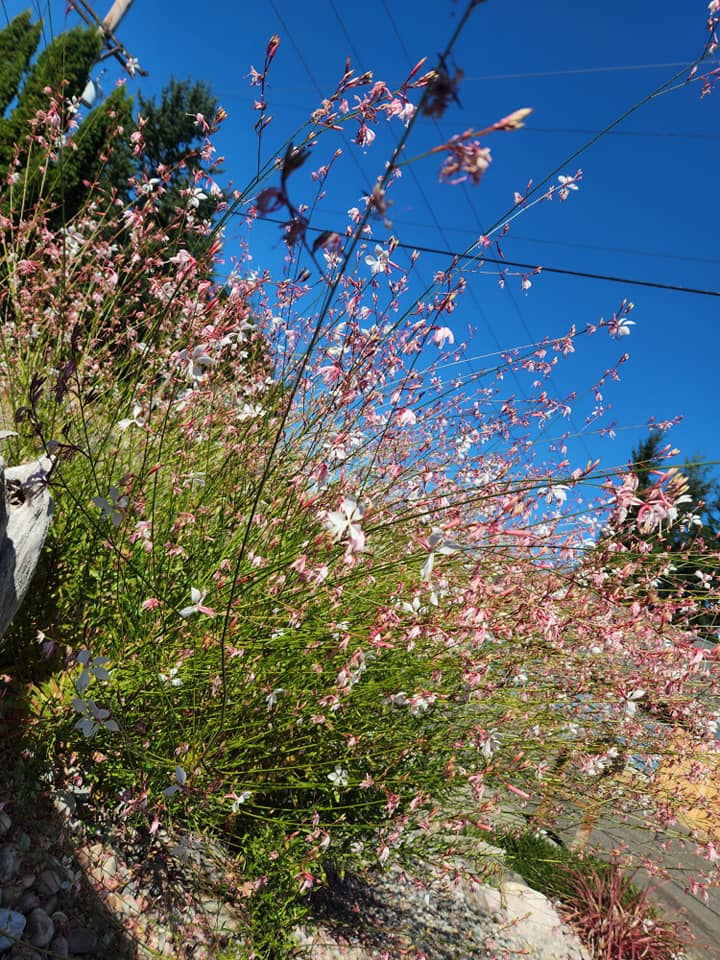 20 Low Maintenance Full Sun Perennials For Front Yard