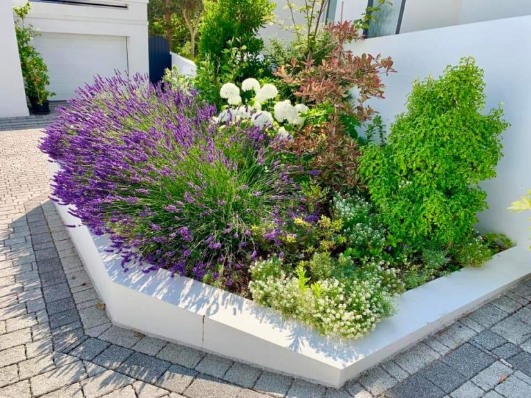 20 Low-Maintenance Full Sun Perennials For Front Yard 20 Low-Maintenance Full Sun Perennials For Front Yard