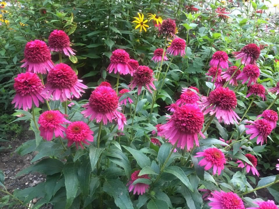 20 Low-Maintenance Full Sun Perennials For Front Yard