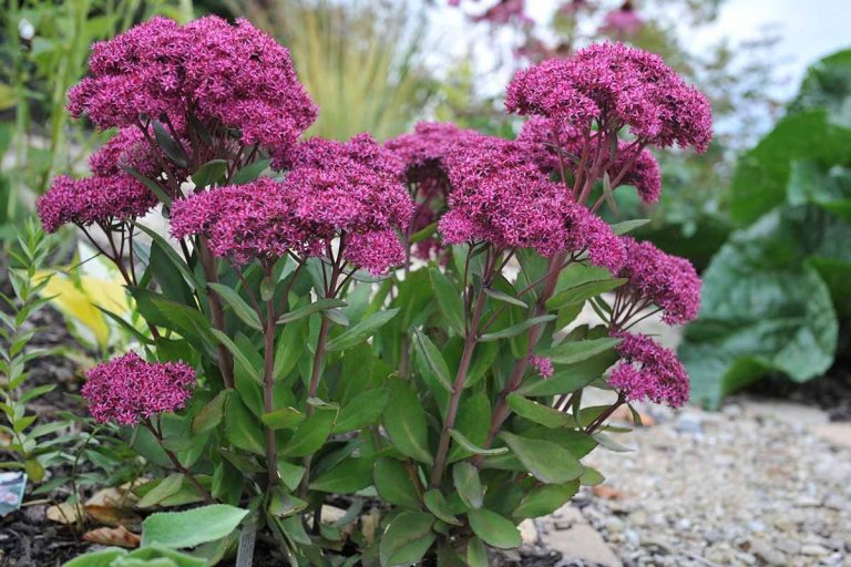 20 Low-Maintenance Full Sun Perennials For Front Yard