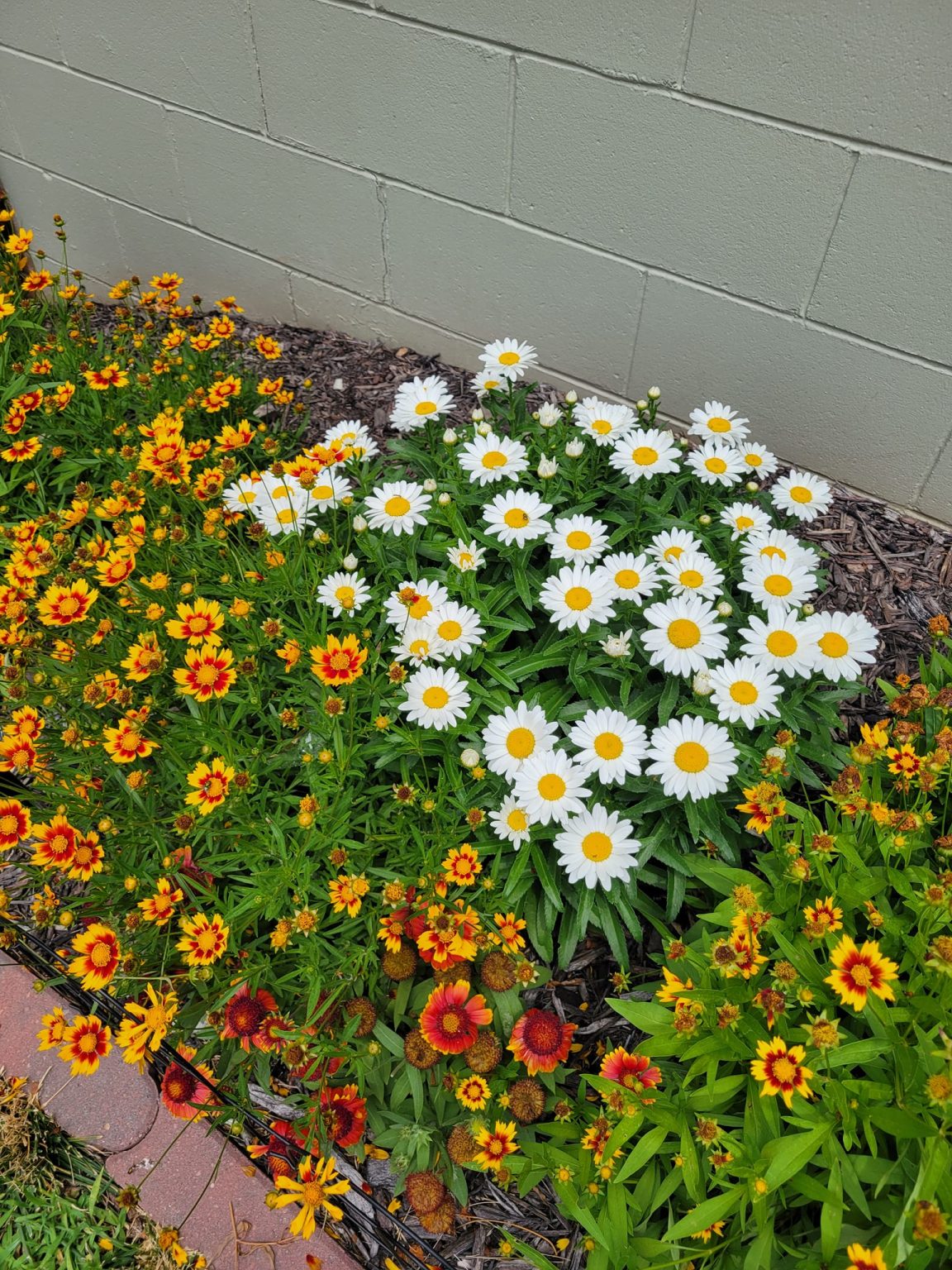 15 Best Perennial Plants To Use For Borders