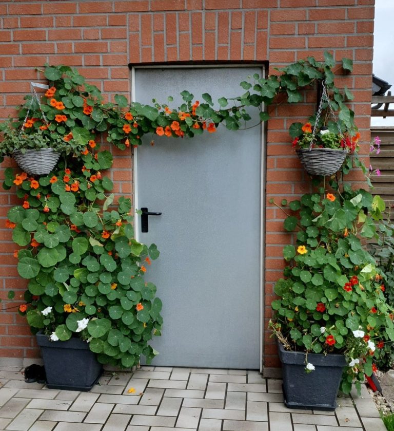 20 Flowering Climbing Plants for Trellis, Pergola, or Fence