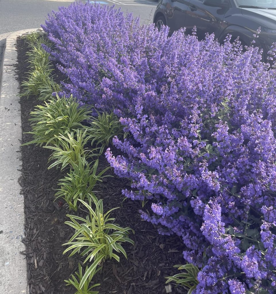 15 Best Perennial Plants To Use For Borders