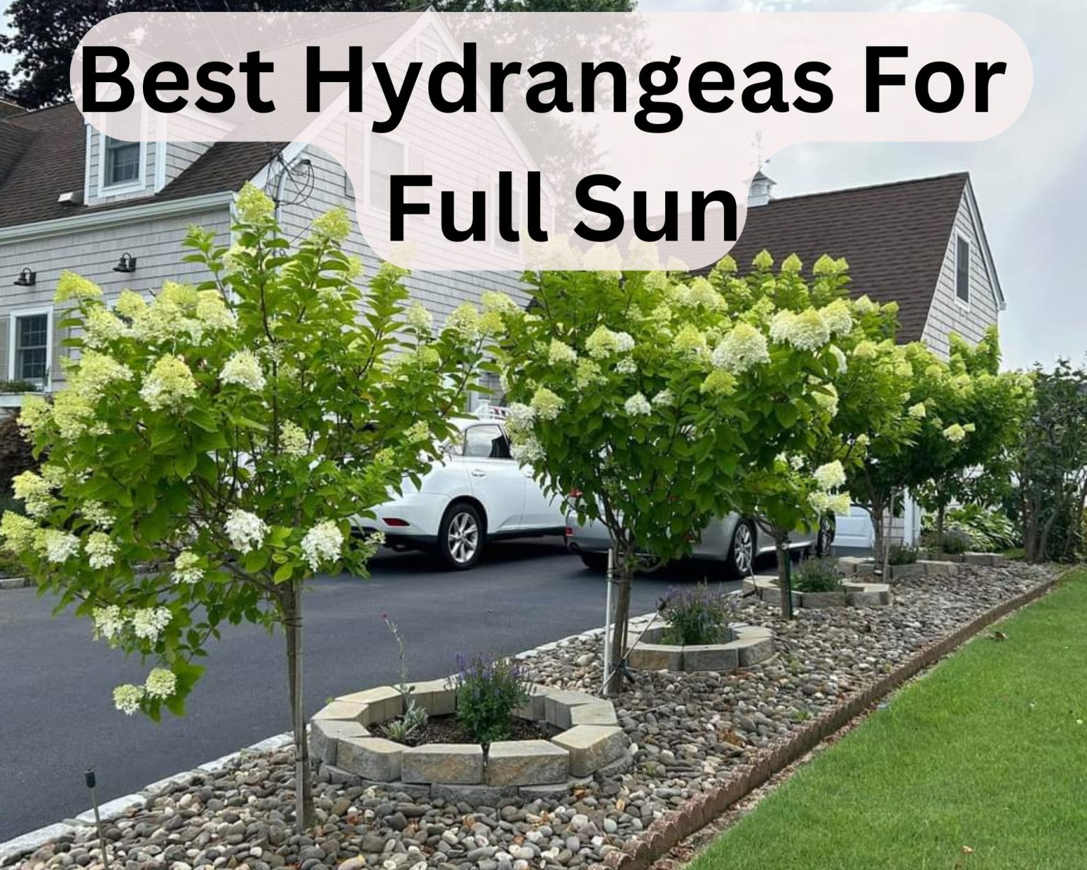 Best Hydrangeas For Full Sun