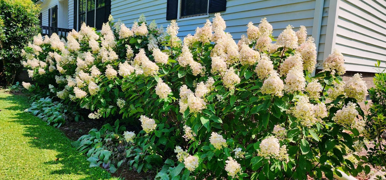 Best Hydrangeas For Full Sun