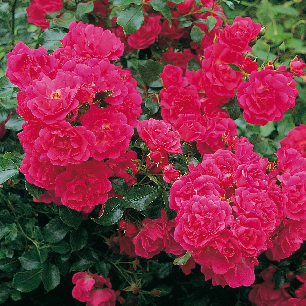 20 Best Disease-Resistant Roses