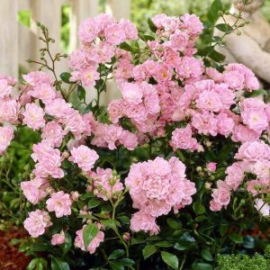 20 Best Disease-Resistant Roses
