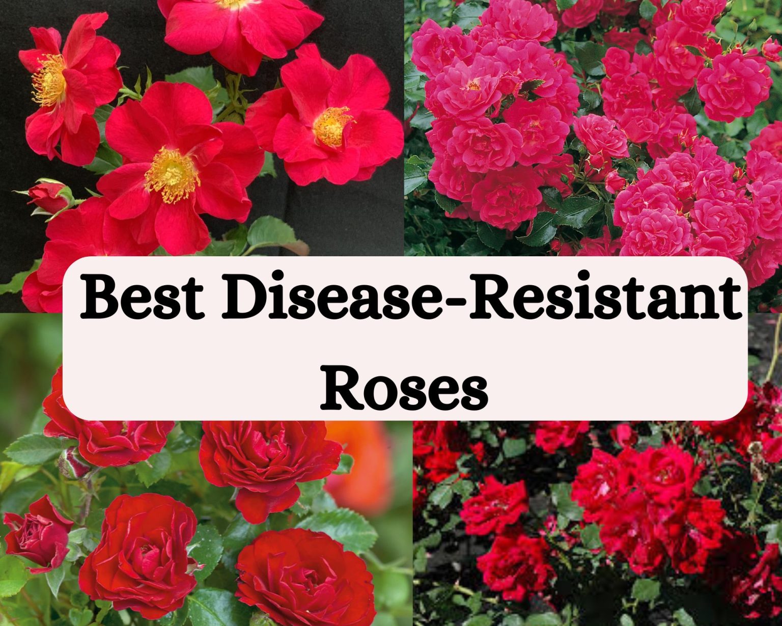 20 Best Disease-Resistant Roses