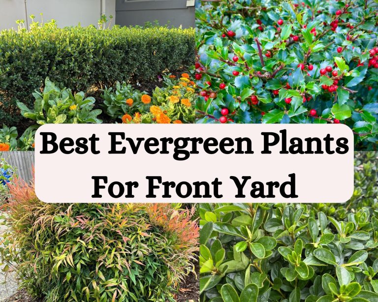 Best Evergreen Plants For Front Yard