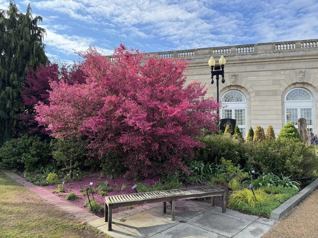25 Trees With Pink Flowers for Your Yard or Garden