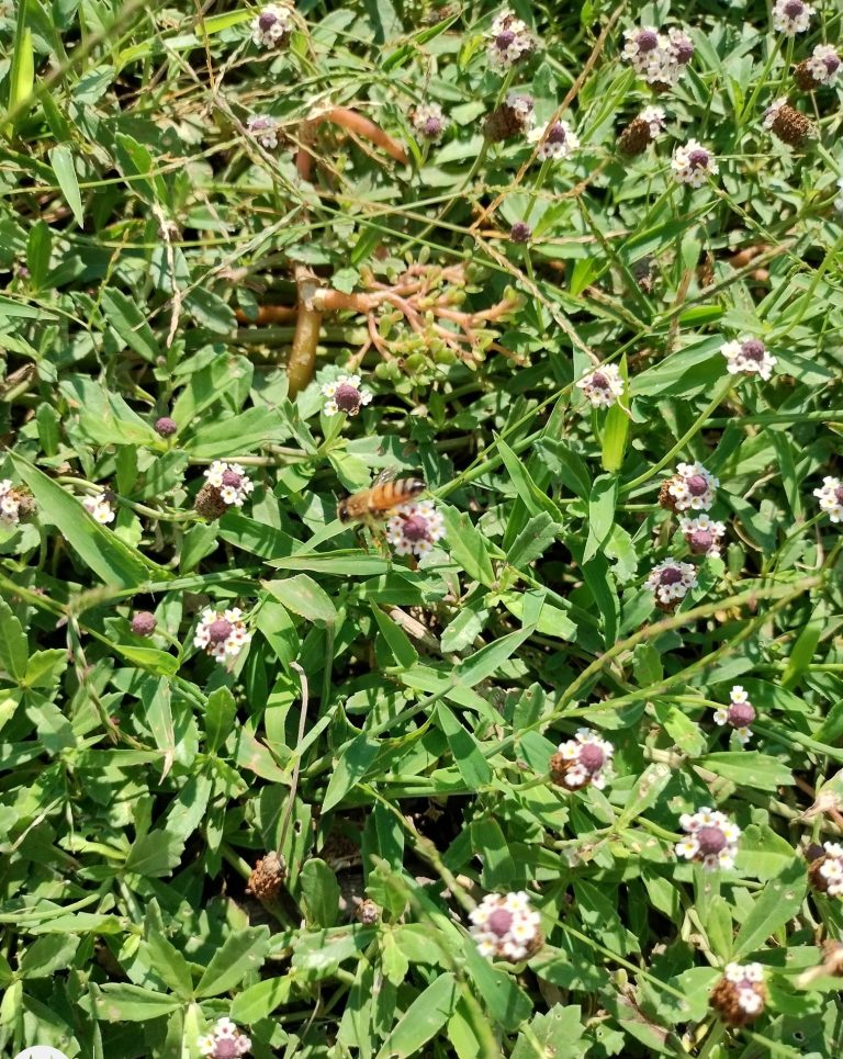 Frog Fruit as A Lawn Alternative