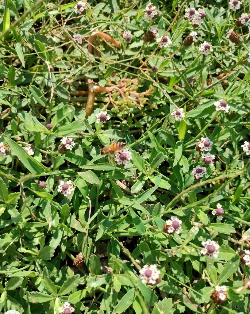 Frog Fruit as A Lawn Alternative