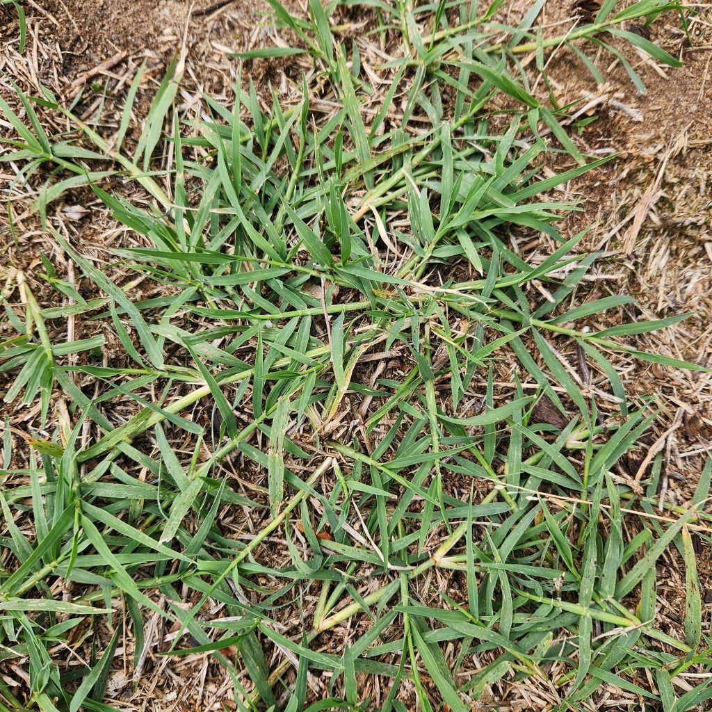 How To Get Rid Of Bermuda Grass