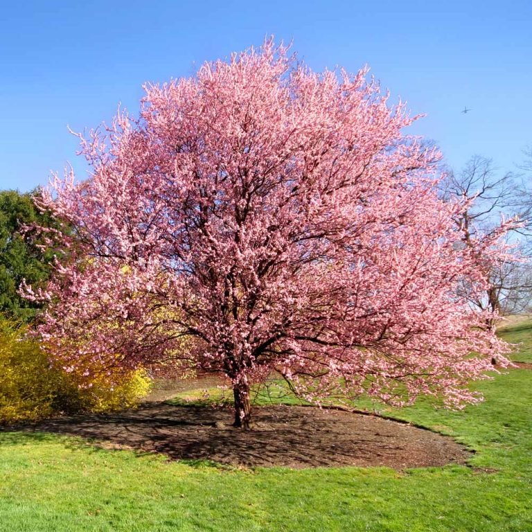 25 Trees With Pink Flowers for Your Yard or Garden