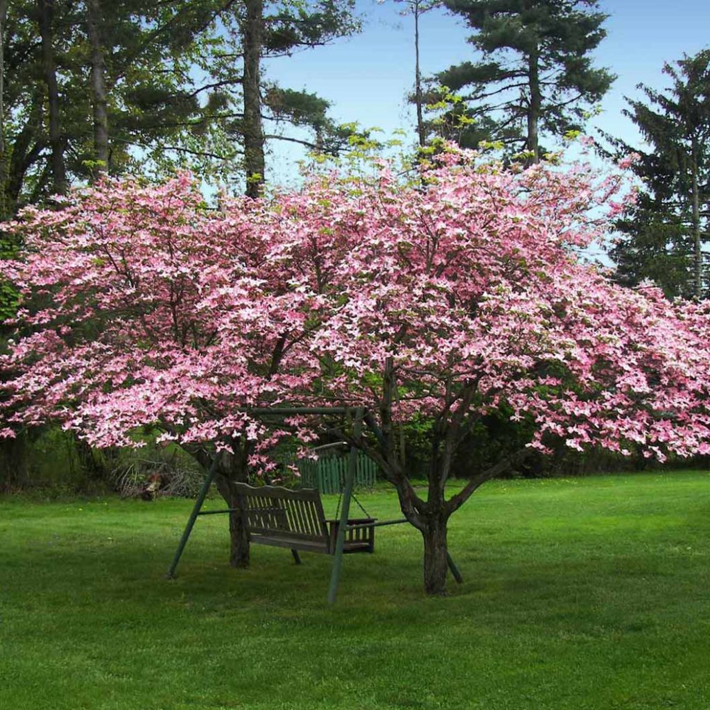 25 Trees With Pink Flowers for Your Yard or Garden