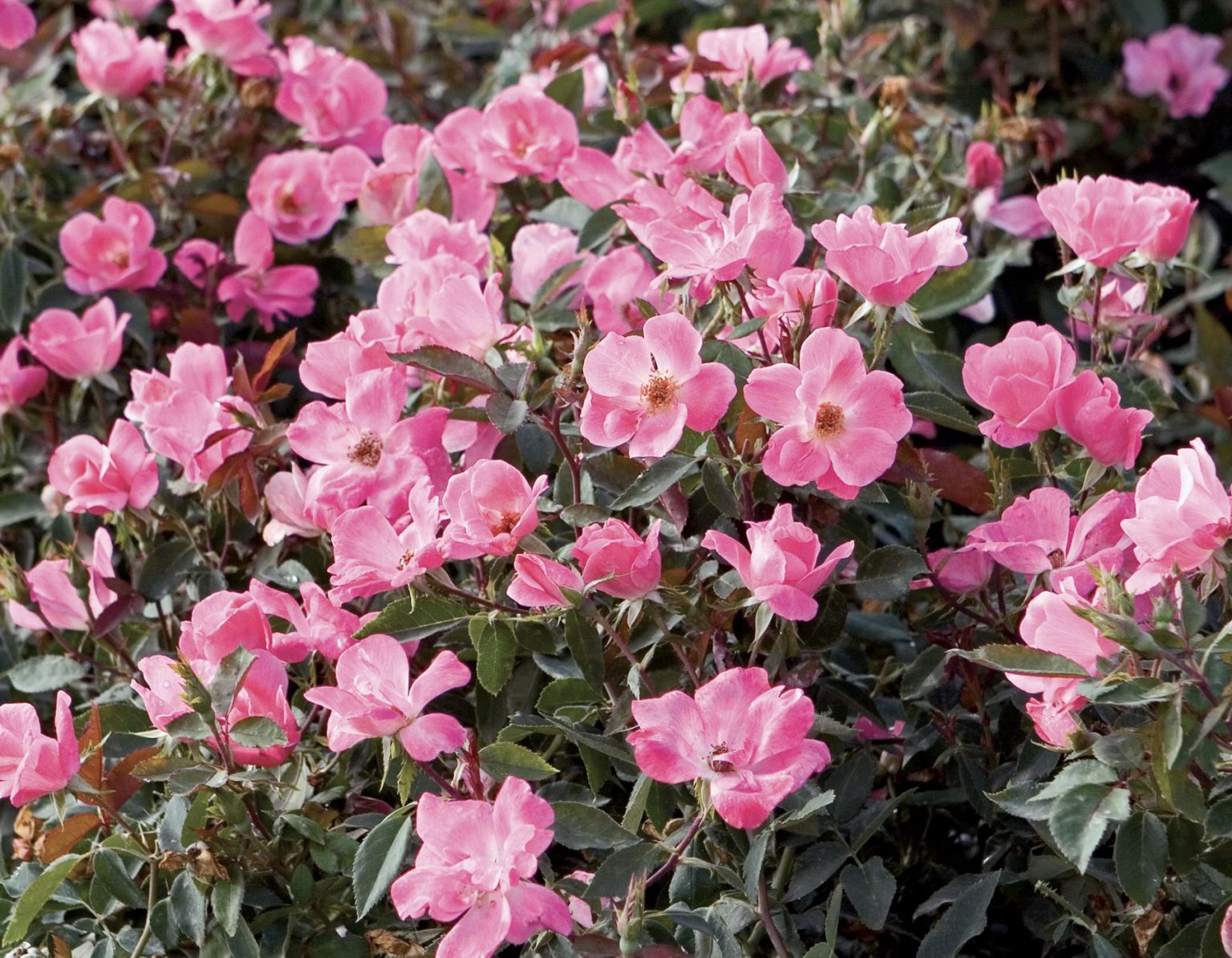 25 Trees With Pink Flowers for Your Yard or Garden