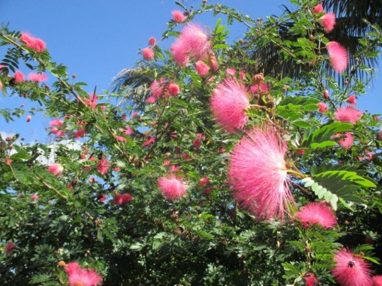 25 Trees With Pink Flowers for Your Yard or Garden