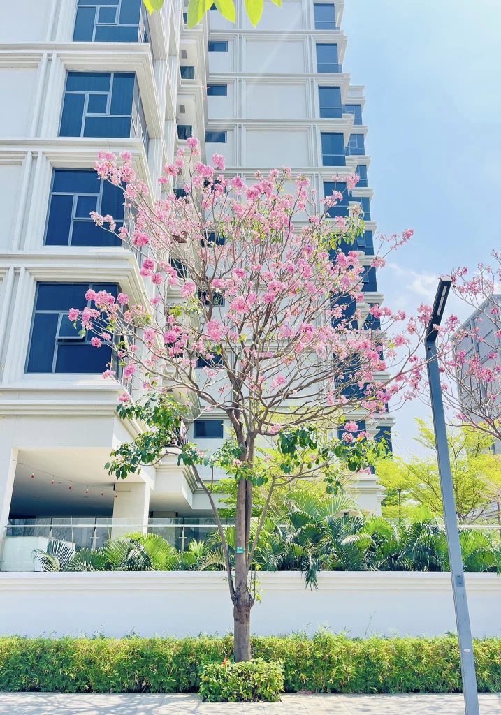 25 Trees With Pink Flowers for Your Yard or Garden