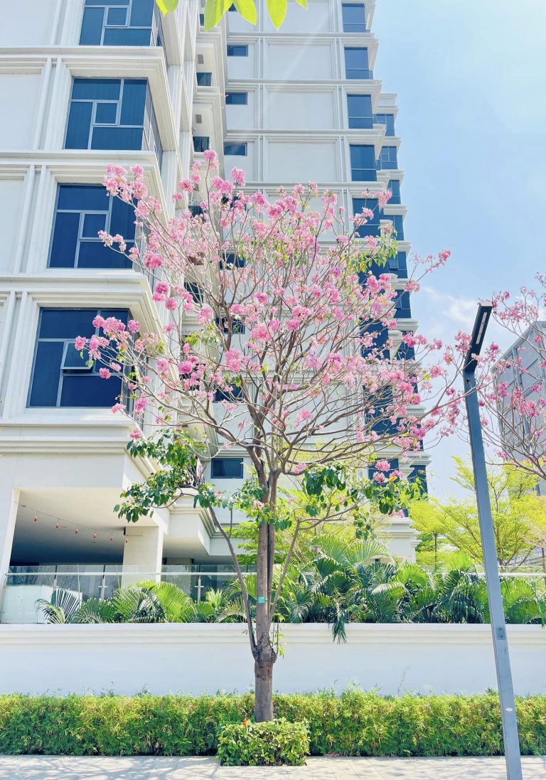 25 Trees With Pink Flowers for Your Yard or Garden