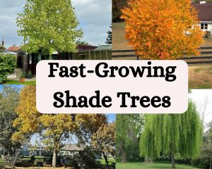 15 Fast-Growing Shade Trees