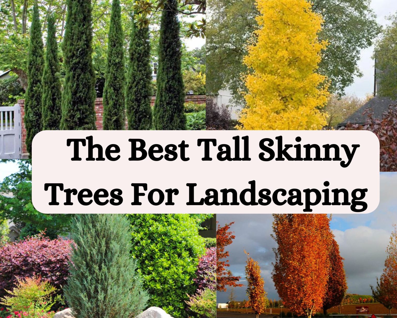 15 Best Tall Skinny Trees For Landscaping