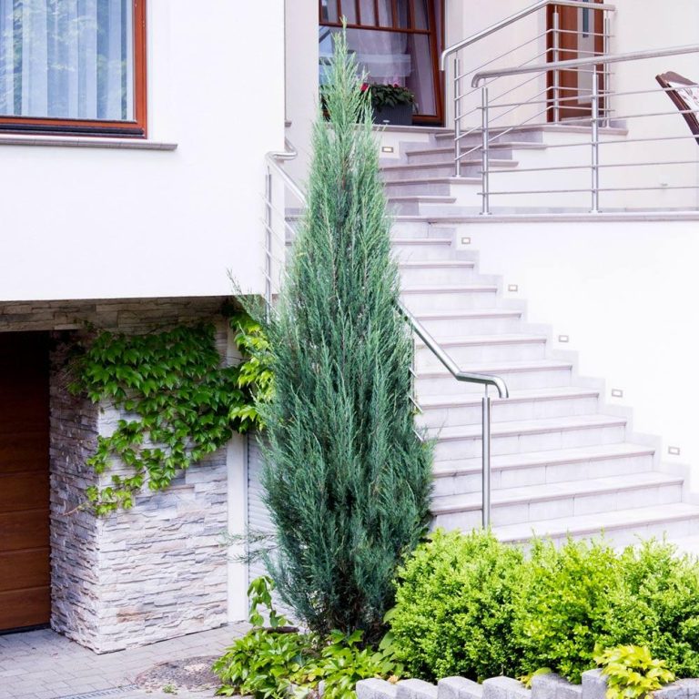 15 Best Tall Skinny Trees For Landscaping