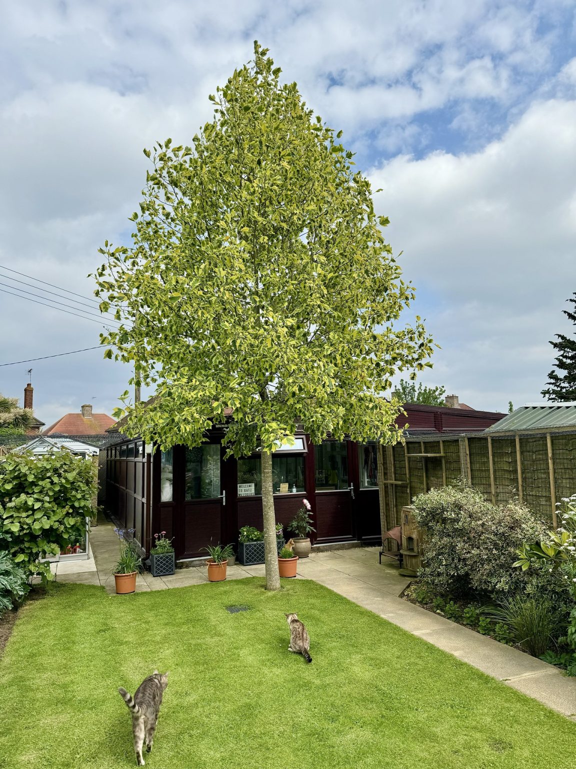 15 Fast-Growing Shade Trees