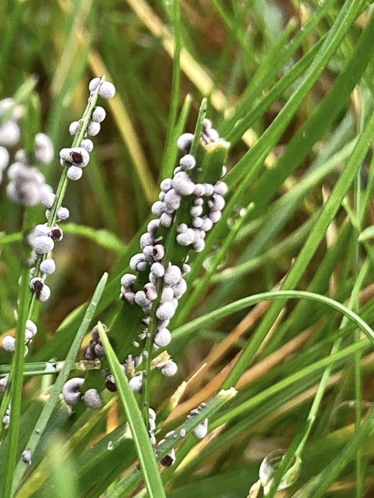 How To Treat Slime Mold On Lawn