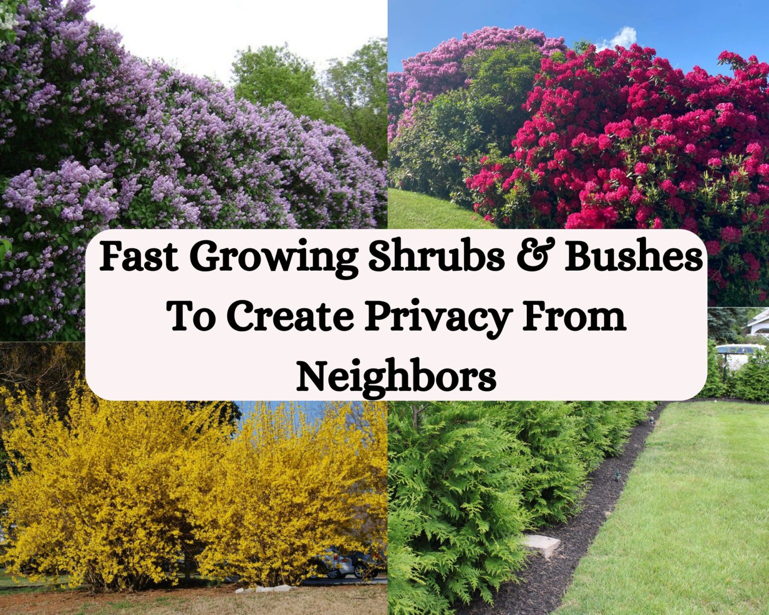 20 Fast Growing Shrubs and Bushes To Create Privacy
