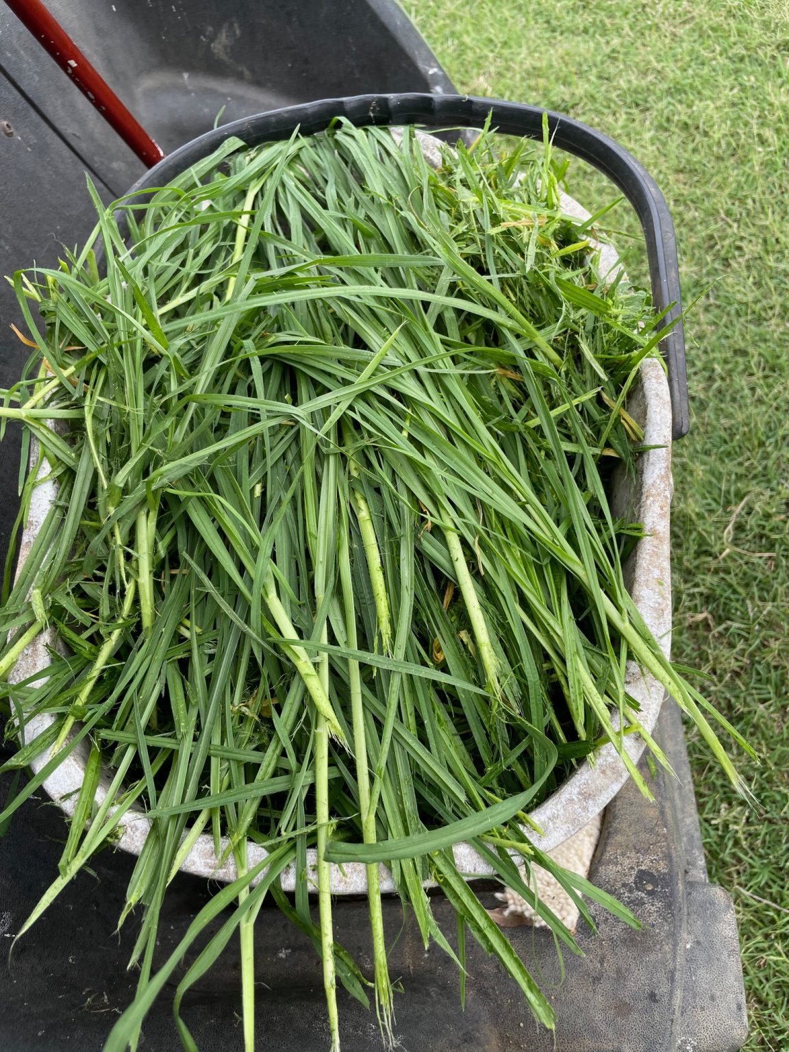 Best Homemade Fertilizers For Lawn