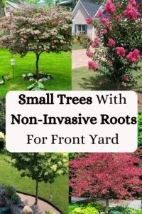 13 Small Trees With Non-Invasive Roots For Front Yard Or Backyard