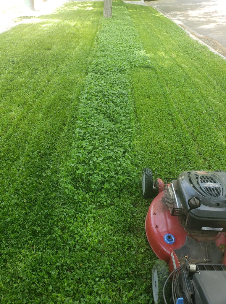 Should You Plant A Micro Clover Lawn? The Pros And Cons.