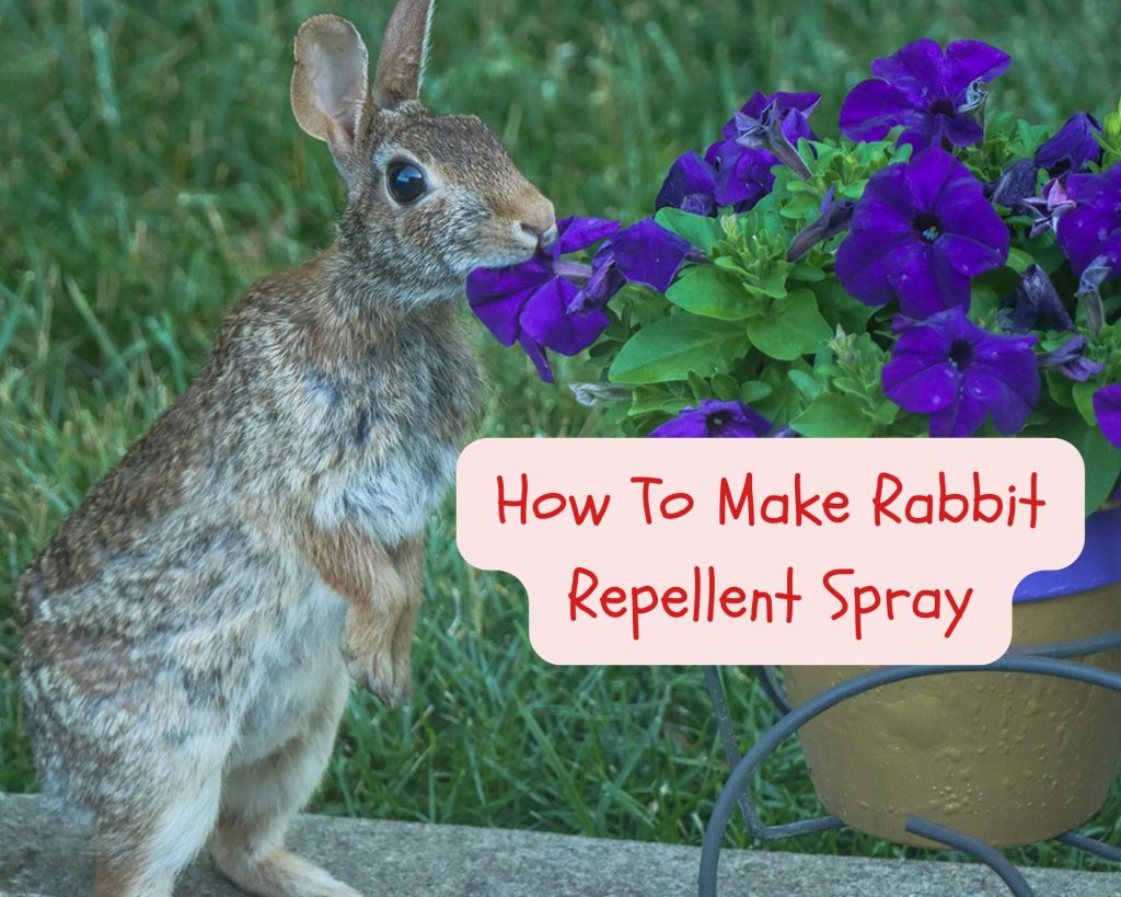 How To Make A Rabbit Repellent Spray