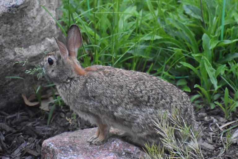 How To Make A Rabbit Repellent Spray
