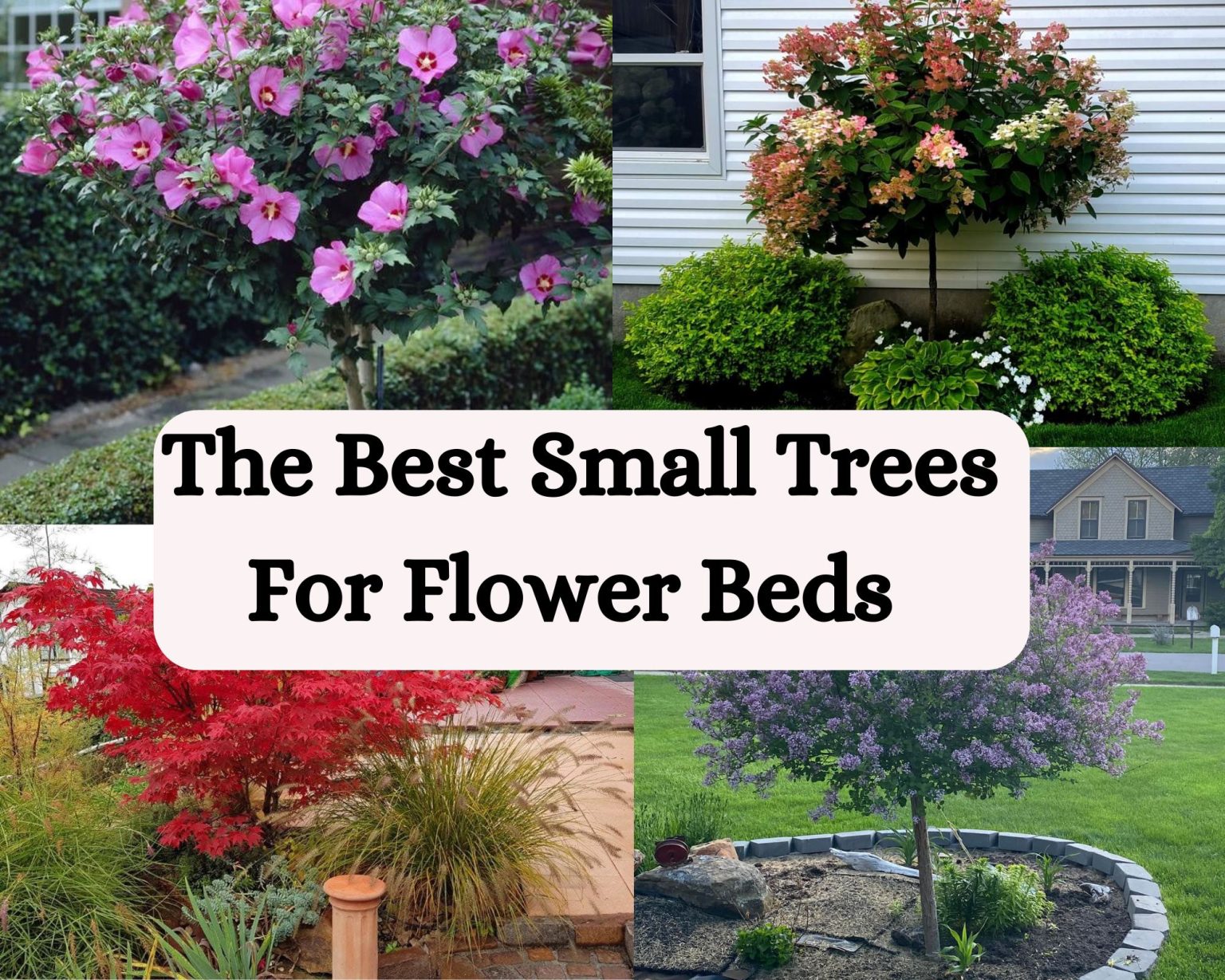 16 Small Trees For Flower Beds